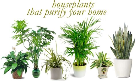 Best 10 Air Purifying Plants With Nasa Ratings