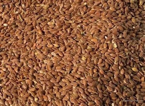 Распродажа семян льна масличного купить в Краснодарском крае 63772