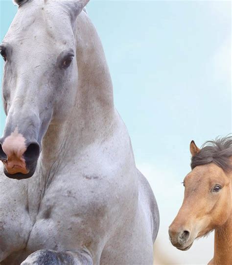 تابلو عکس اسب های دونده الف پرینت نظارت چاپ و فروش تابلو نقاشی