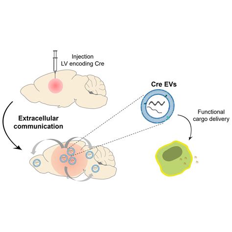 Extracellular Communication Between Brain Cells Through Functional