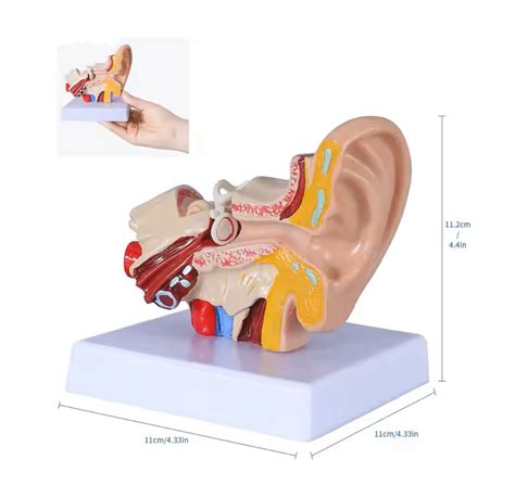 Human Ear Anatomy Model Ear Joint Simulation Model Regino Medicals