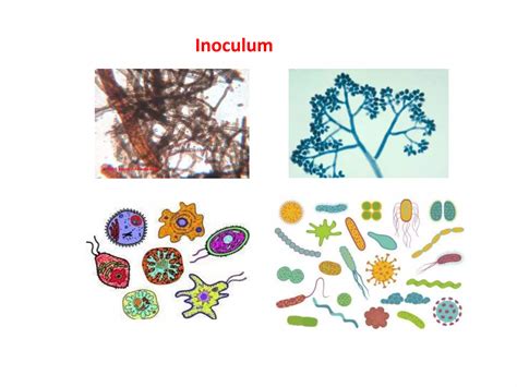 Lecture 6 Pathogenesispptx