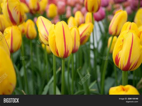 Imagen Y Foto Yellow Tulip Prueba Gratis Bigstock