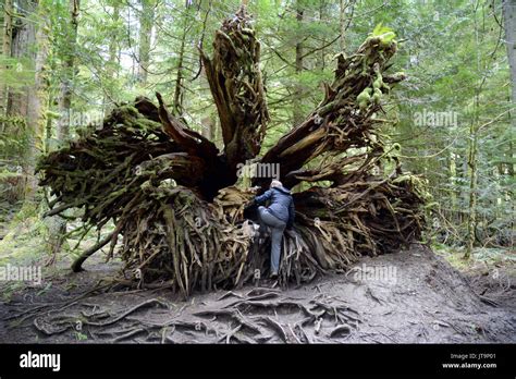 Root Structure Hi Res Stock Photography And Images Alamy