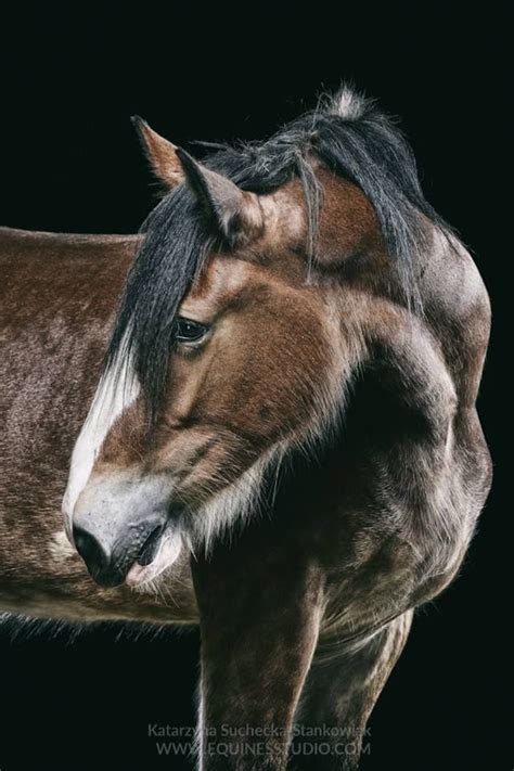 Stajnia Podolin Photos