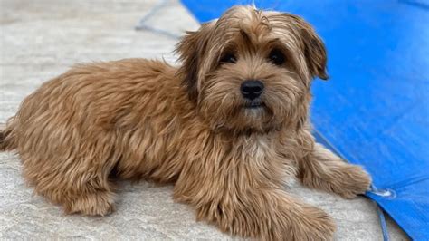 Shorkie Life Expectancy