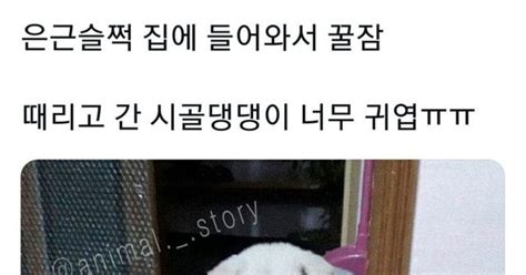 은근슬쩍 집에 들어와서 잠만 자고 간 강아지