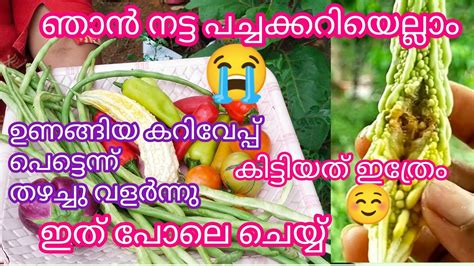 ️ഏത് ഉണങ്ങിയ കറിവേപ്പും തഴച്ചു വളരാൻ ഇത് പോലെ ചെയ്യ് എൻ്റെ പച്ചക്കറി