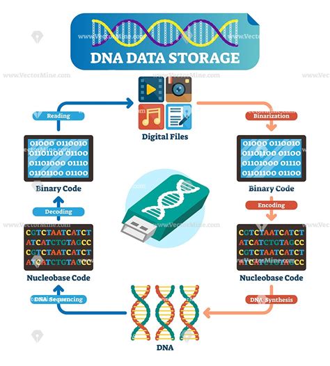 dna data storage vector illustration scheme infographic data storage