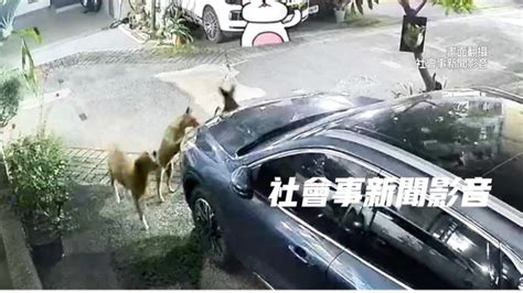 高雄鳳山野狗軍團出沒 粗暴咬車、利爪狂刮生活 壹新聞