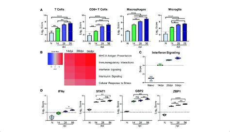 Kinetics Of Chronic Infection Demonstrates Classical Immune Cell