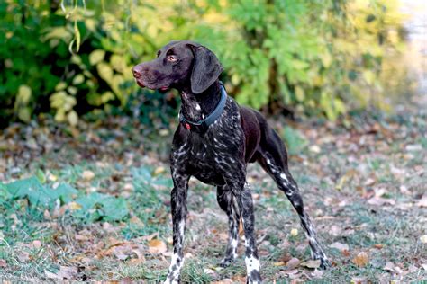 German Short Haired Pointer Facts Norseware