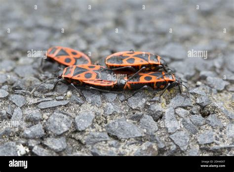 Firebug Mating Hi Res Stock Photography And Images Alamy