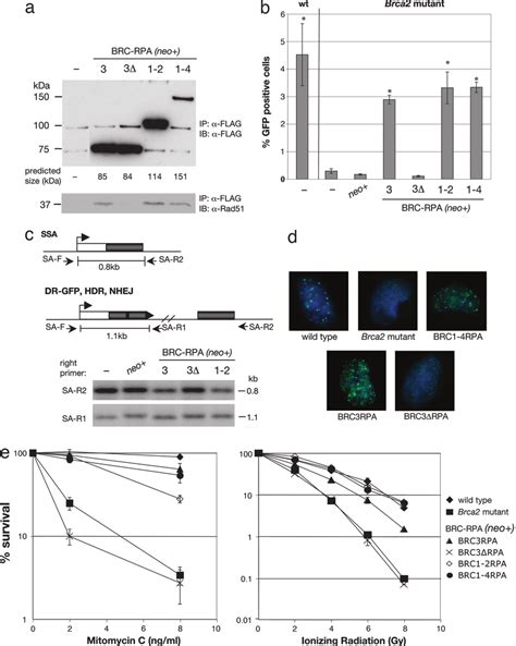 Correction Of The HDR Defect And Phenotypes Associated With Impaired Download Scientific