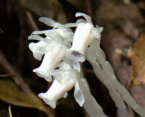 Ganref