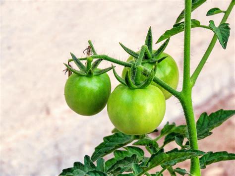 Tomat Hijau Sayuran Foto Gratis Di Pixabay Pixabay