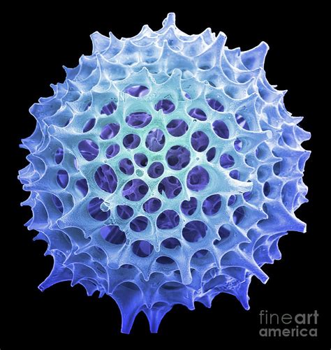 Radiolarian Photograph By Steve Gschmeissner Science Photo Library
