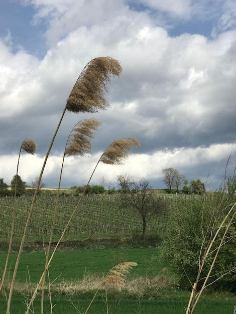 96000 Windy Grass Pictures