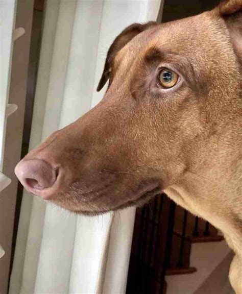 Are Rhodesian Ridgeback Hypoallergenic