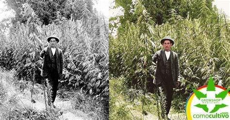 La Historia Del Cannabis En Chile El 3° Productor Del Mundo