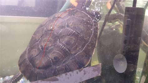 Shell Disease Rturtle