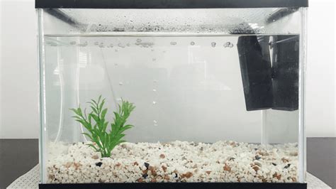 The Ultimate Guide To Betta Fish Tank Setup For A Happy And Healthy Pet