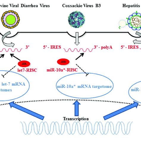 Host Mirna A Favors Viral Replication Mir A Expression Is