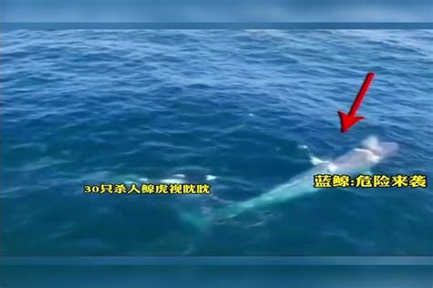 海洋追逐30只杀人鲸围捕蓝鲸蓝鲸以最快速度冲刺才得以逃生 蓝鲸 围捕 速度