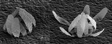 Research Examines How Ripples Affect Nanoscopic Materials Binghamton News