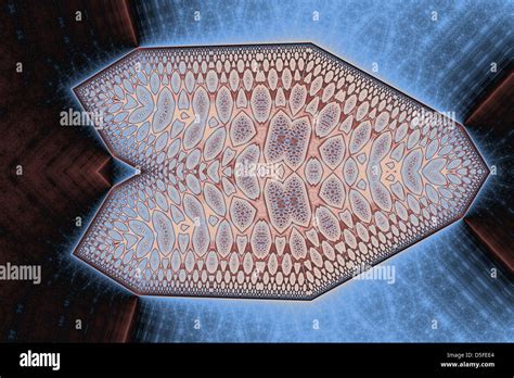 Binary Fission Stock Photo Alamy