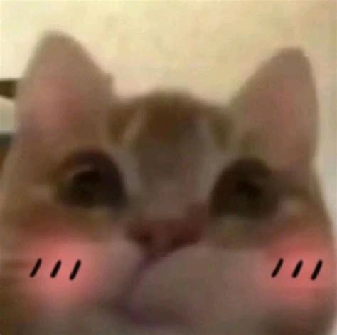 【表情包】【头像】歪嘴小猫② 哔哩哔哩