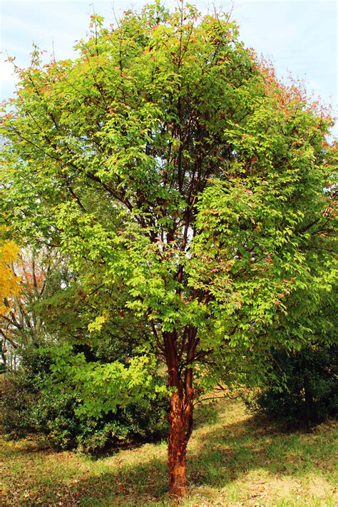 This Month S Feature Tree Paperbark Maple Shade Tree Farm