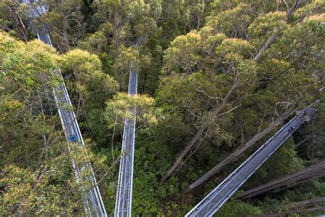 Otway Fly Treetop Adventures Treetop Walk Melbourne Australia Great