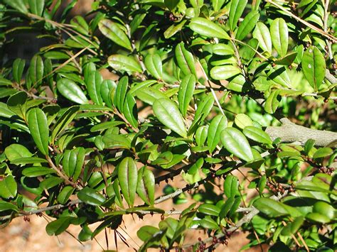 Eurya Emarginata Nature Photo Gallery