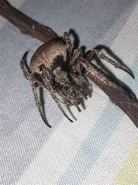 Samon Native Giant Spider Of The Philippines R Spiders