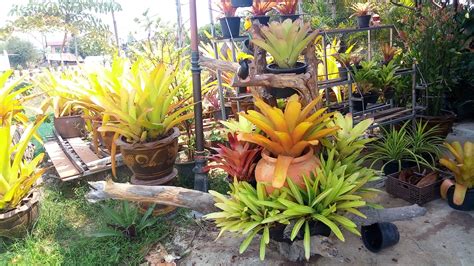 สวน ท พันธุ์ไม้ 🙏🙏 เรียนมิตรรักแฟนสับปะรดสีทุกท่าน 😊😊😊