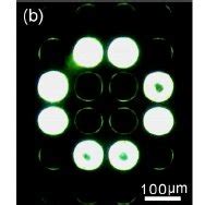 Calculation Of SpO From PPG Signal Using LEDs Configuration In Download Scientific Diagram