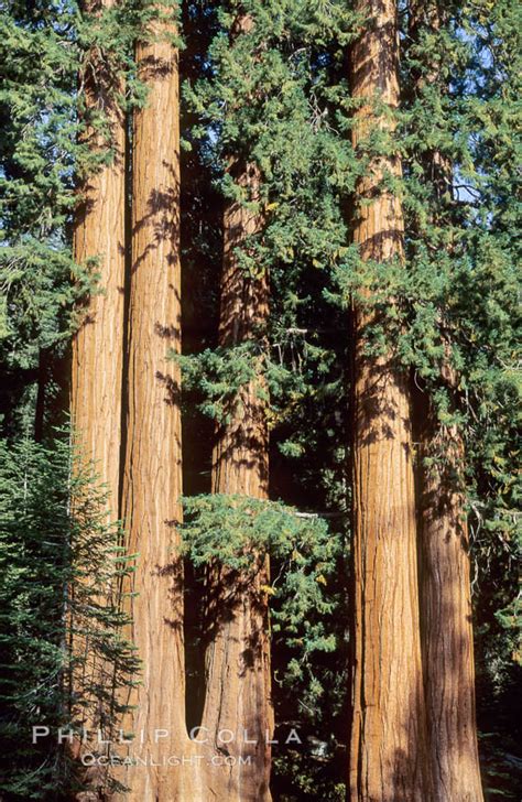 Californias State Tree