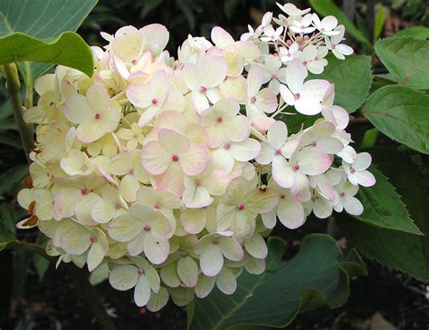 Гортензия метельчатая: фото сортов, описание, сравнение | Paslen ru