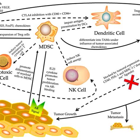 The Tumor Immune Microenvironment Time Surrounding Prostate Cancer