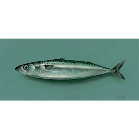 Mackerel