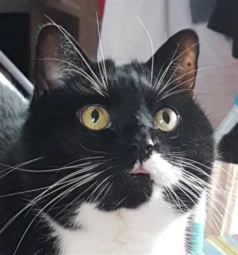 My Derpy Cat R Cats