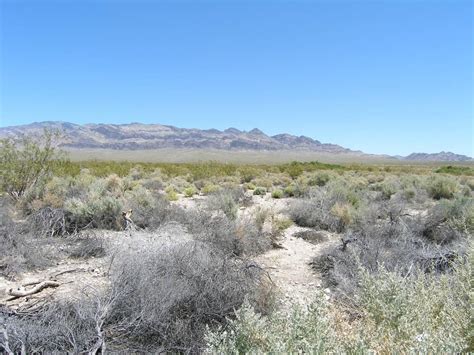 Free Picture Desert Grass
