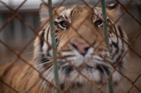 Premium Photo Tiger In Zoo