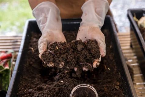 Bangalore Method Of Composting Preparation Method Benefits And