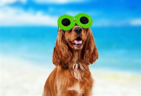 Hermoso Cocker Spaniel En Gafas De Sol Emplazamiento Aislado Sobre