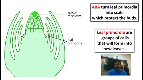 Abscisic Acid In Plants