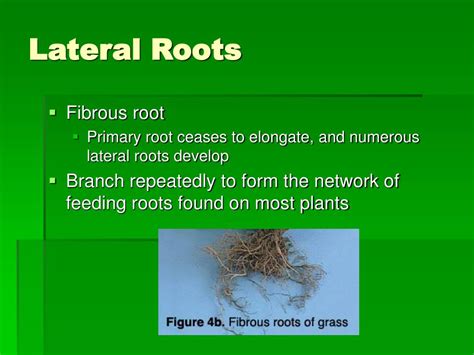 Ppt Botany Basics Powerpoint Presentation Free Download Id473274