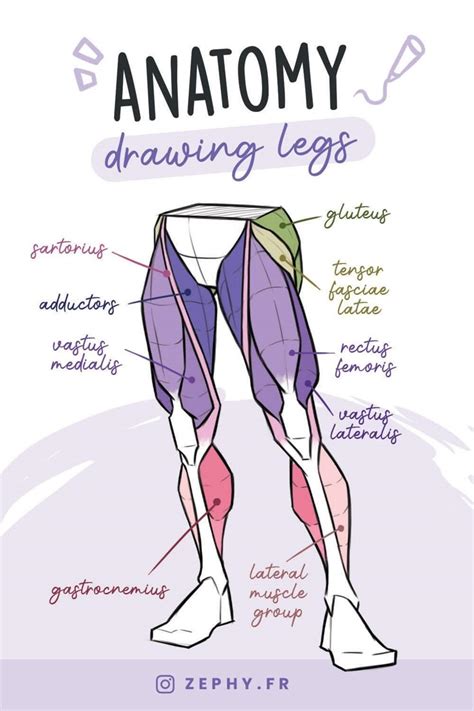 Pin By Lauren Leatham On Drawing Reference Anatomy Tutorial Human