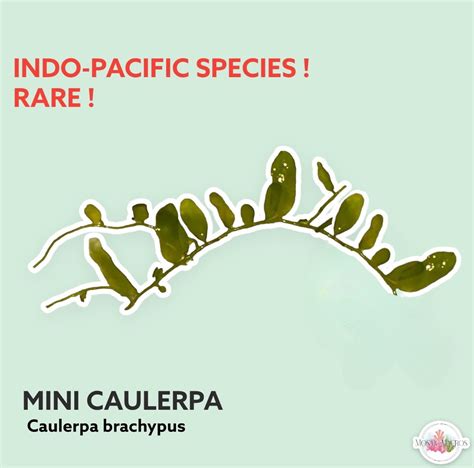 Mini Caulerpa Macroalgae Caulerpa Brachypus Mosaicmacros